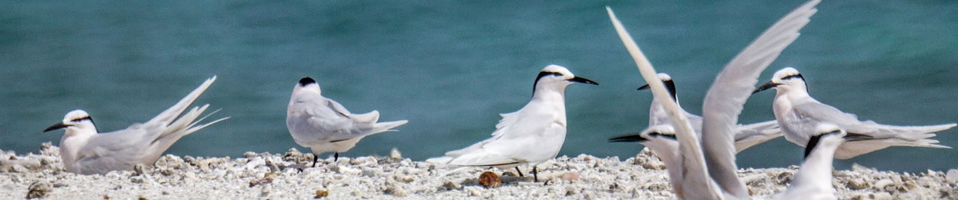 La Fauna terrestre alle isole Maldive - MondoMaldive